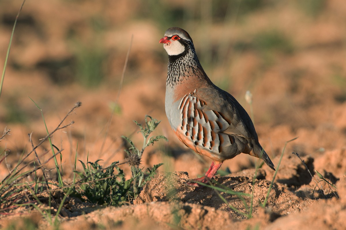 Alectoris rufa, Redlegged Partridge