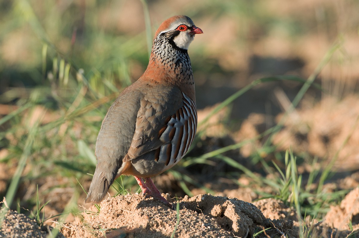 Alectoris rufa, Redlegged Partridge