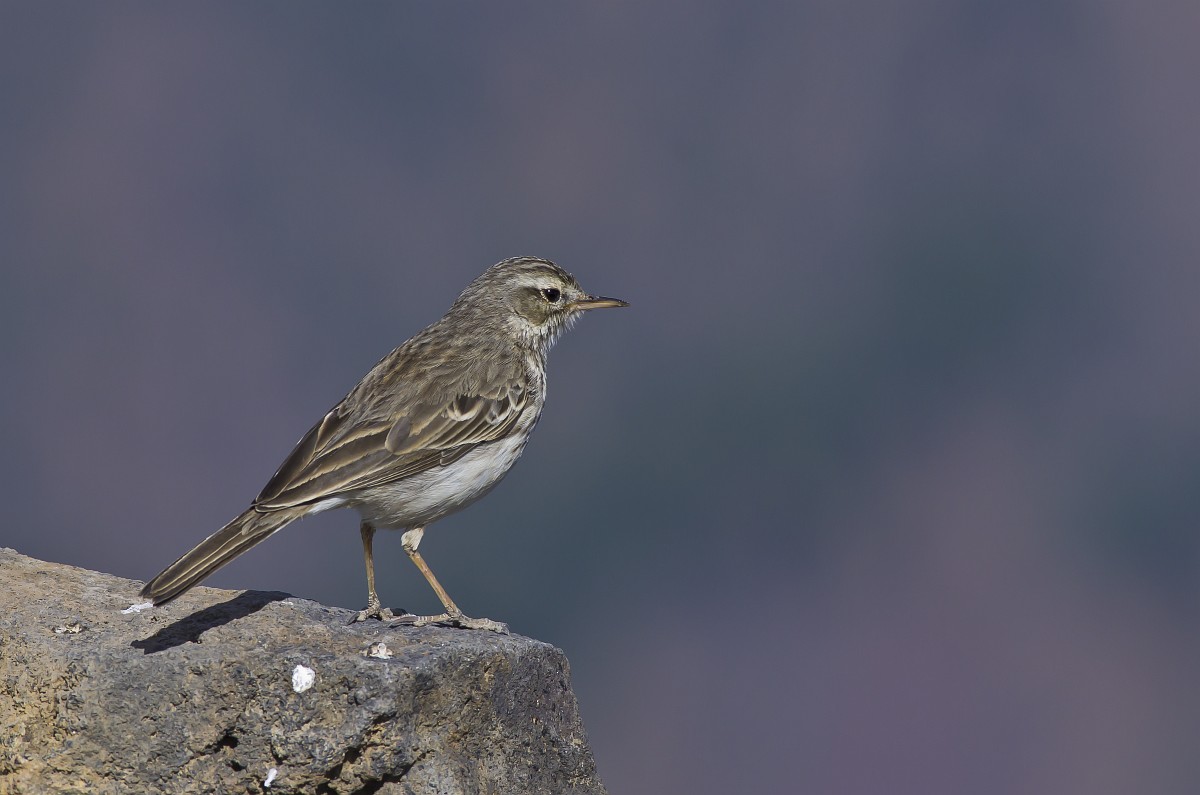 Anthus berthelotii, Berthelot's Pipit