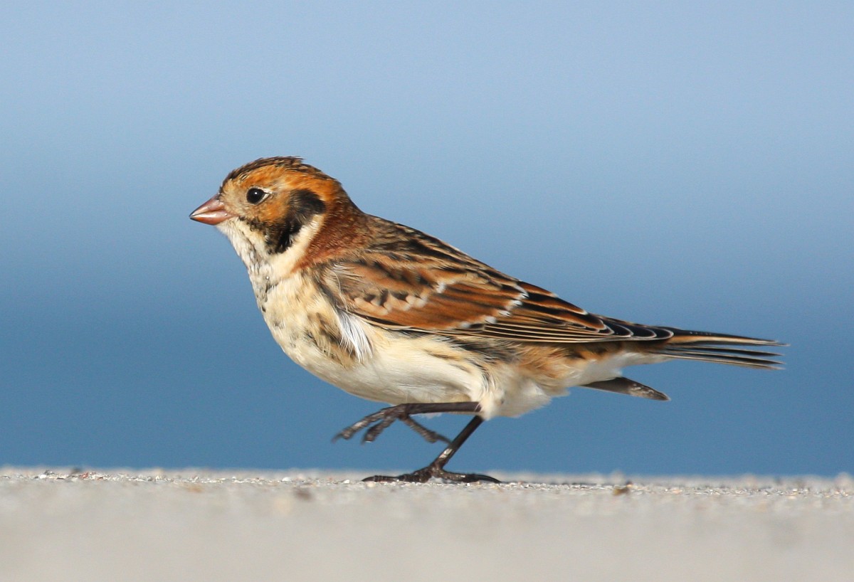 Calcarius lapponicus, Lapland Longspur