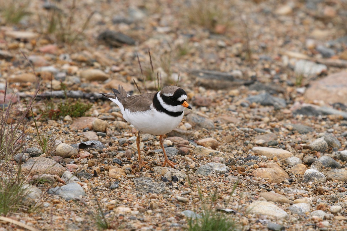 Charadrius hiaticula, Great Ringed Plover