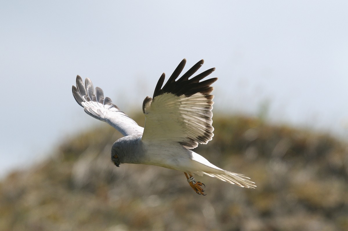 Circus cyaneus, Hen Harrier