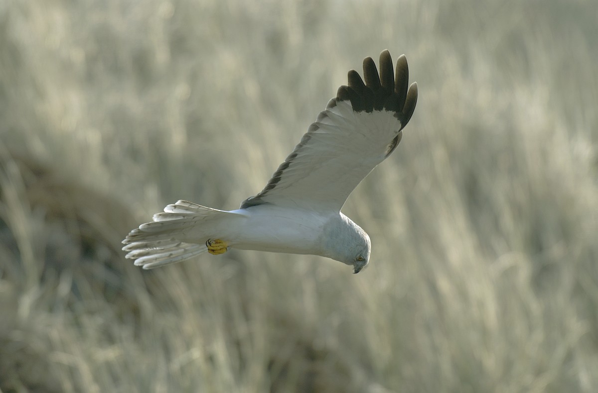 Circus cyaneus, Hen Harrier