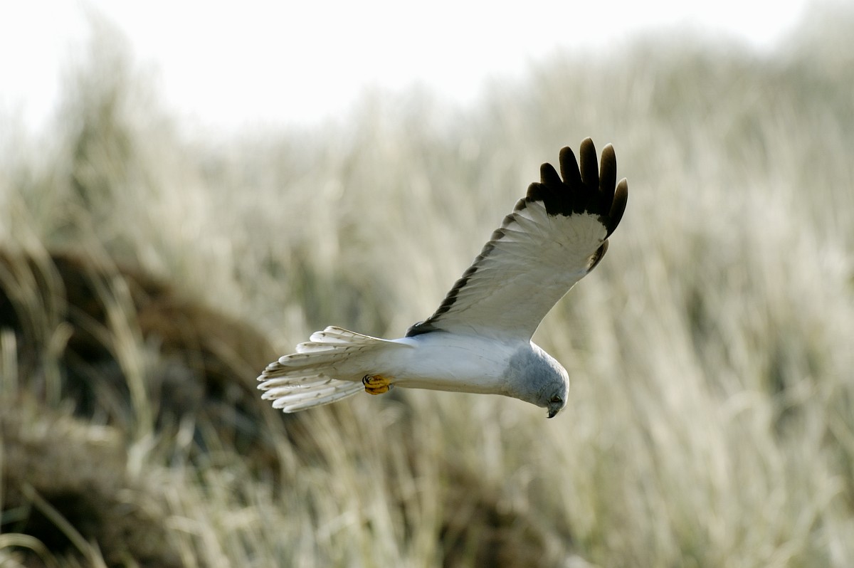 Circus cyaneus, Hen Harrier