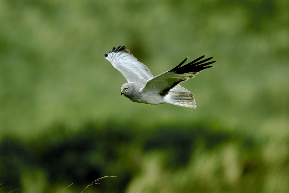 Circus cyaneus, Hen Harrier