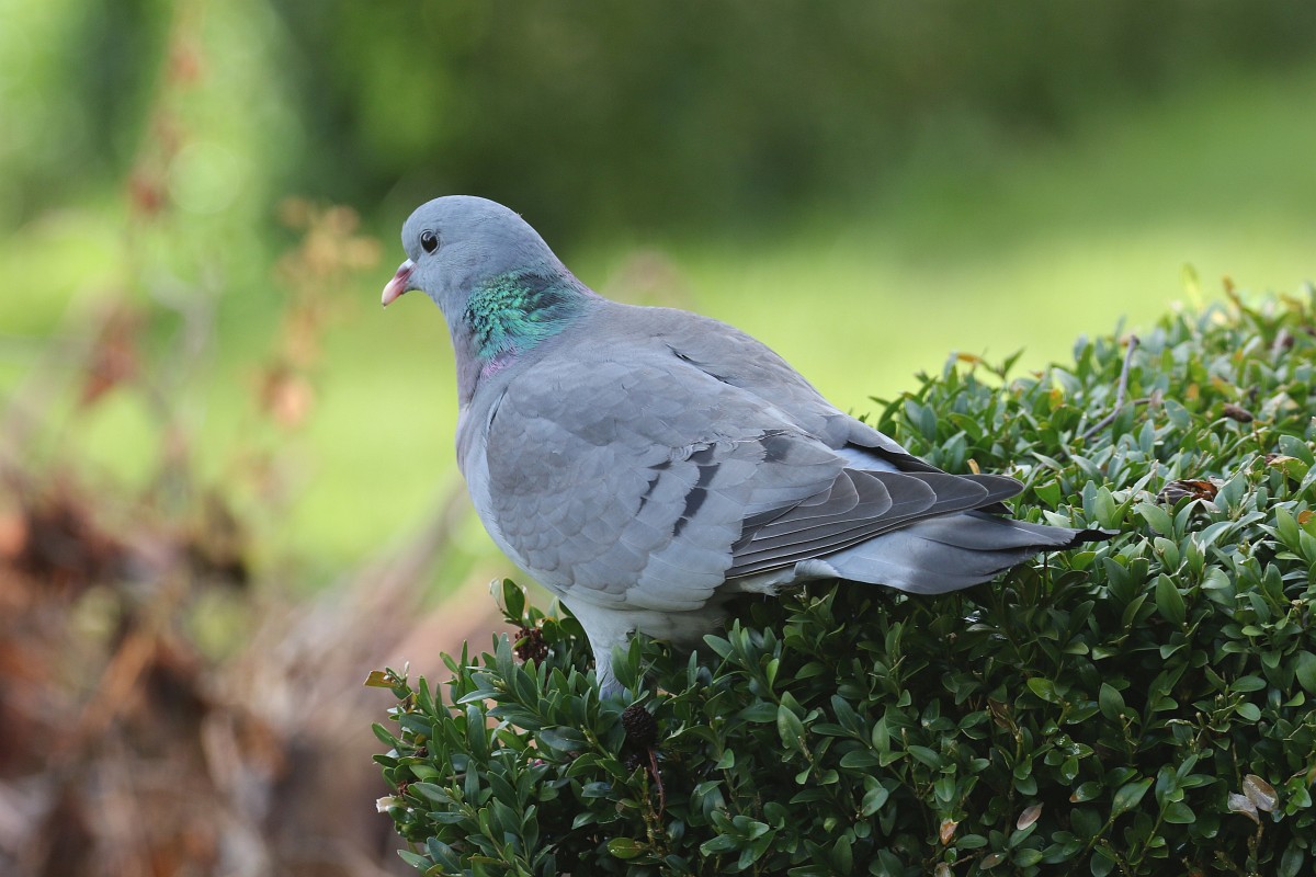 Columba oenas, Stock Dove