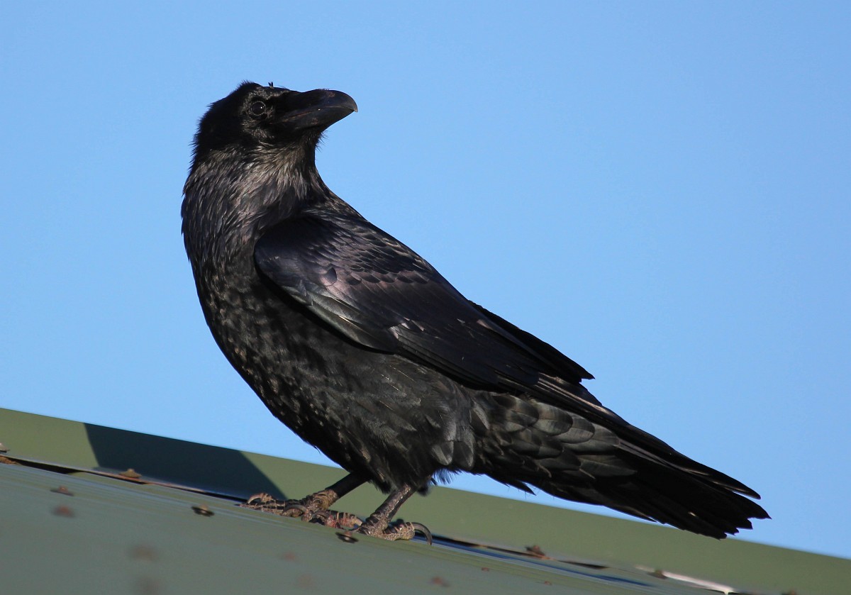 Corvus corax, Raven