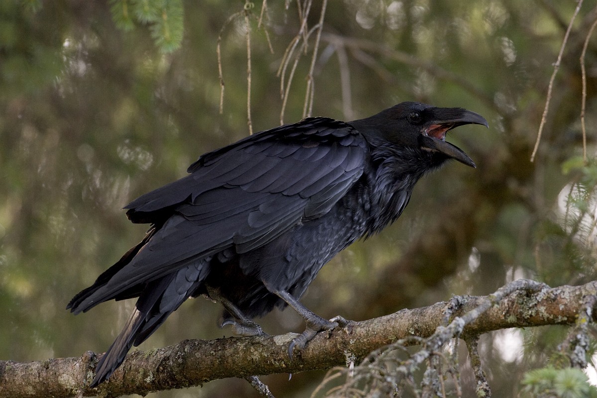 Corvus corax, Raven