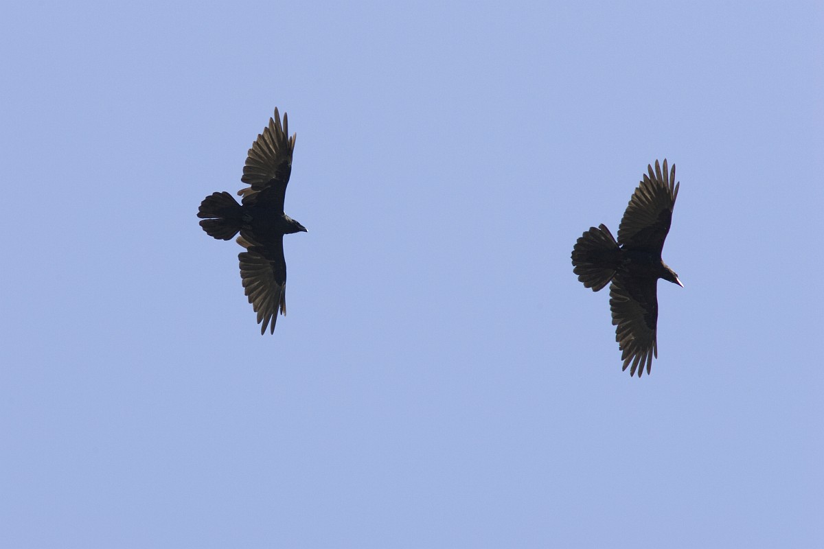 Corvus corax, Raven