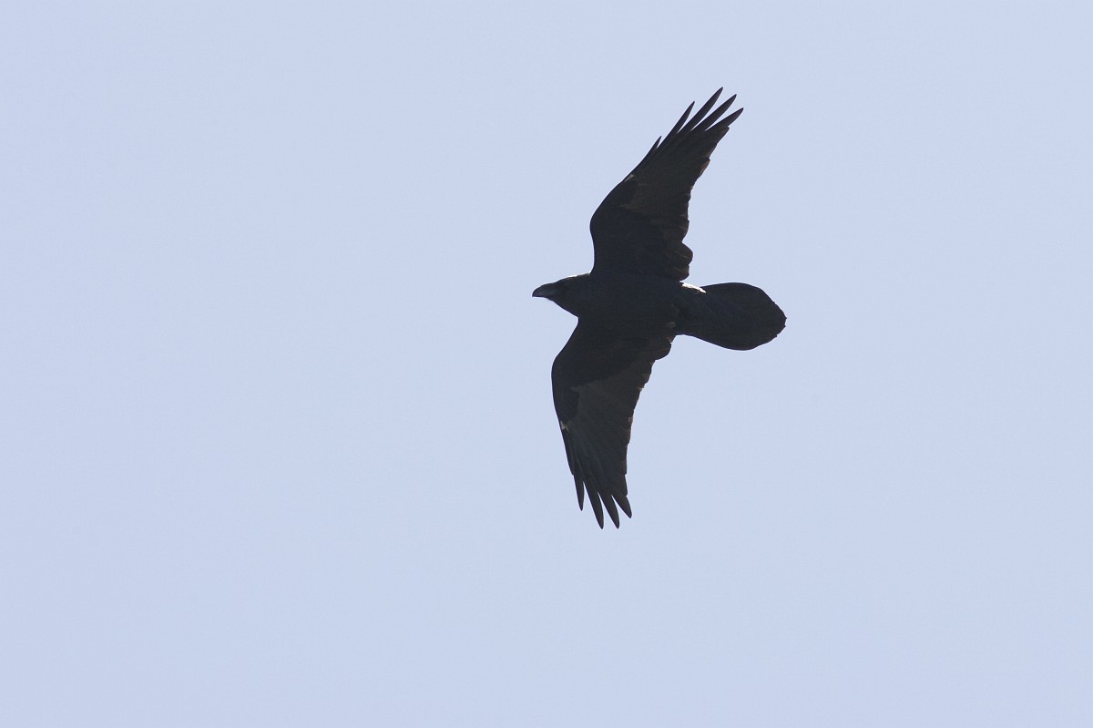 Corvus corax, Raven
