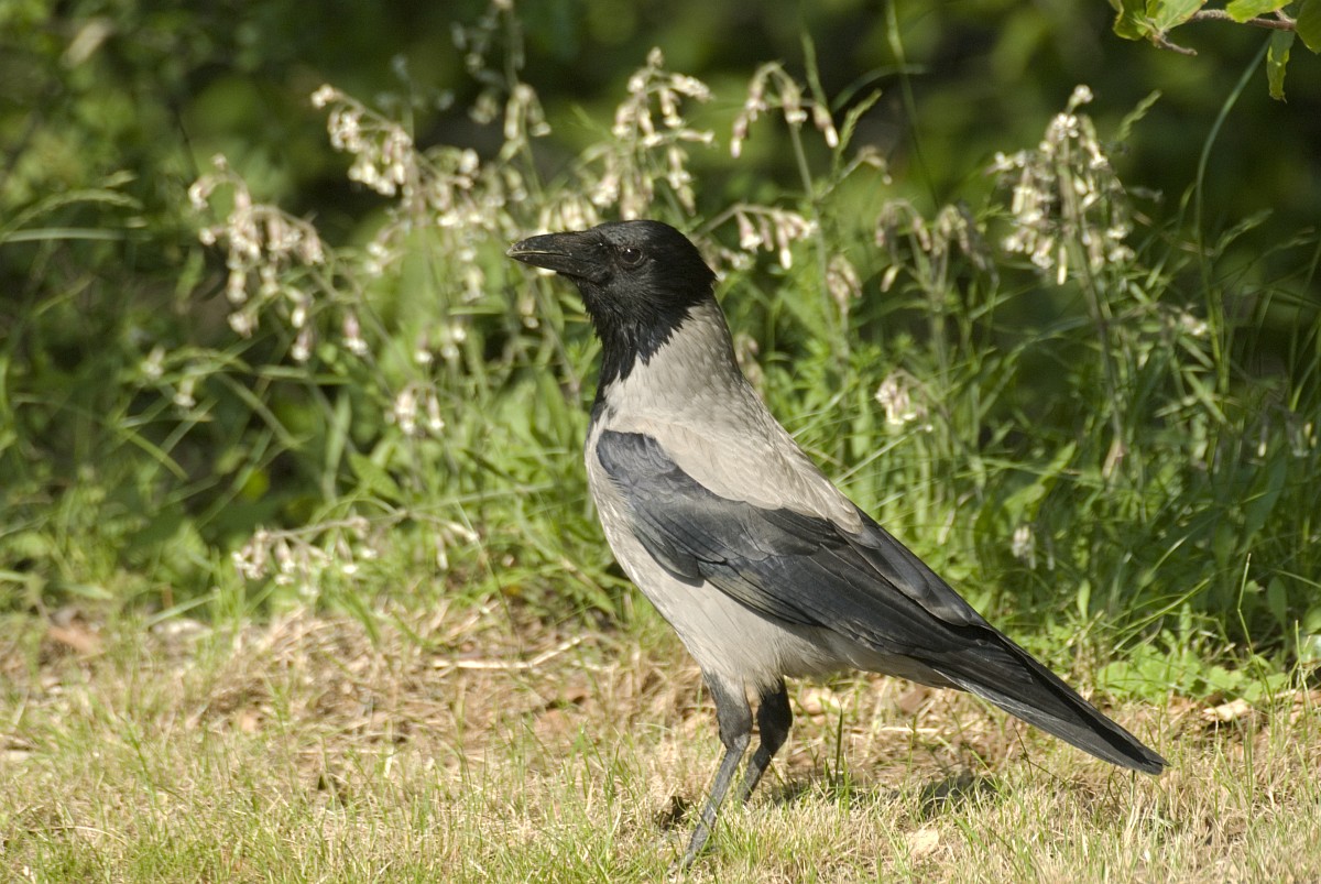 Corvus cornix, Hooded Crow