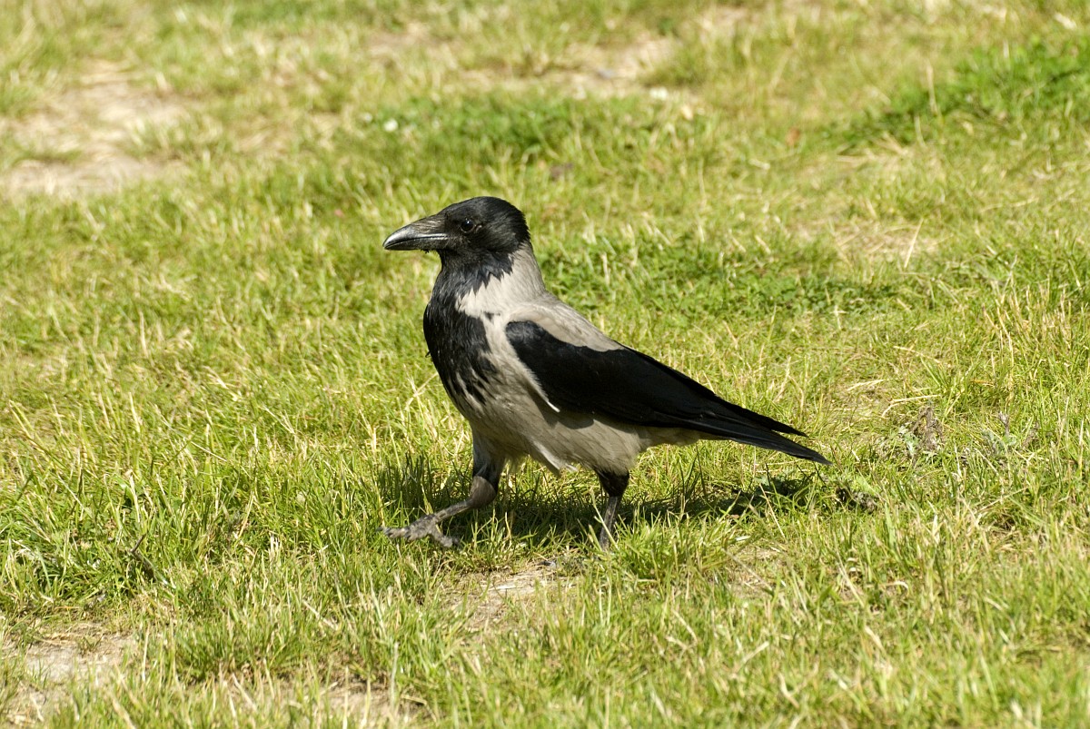 Corvus cornix, Hooded Crow