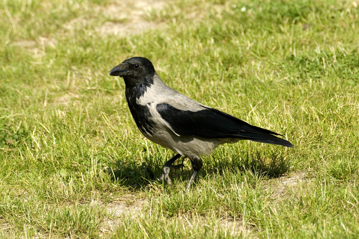 Corvus cornix, Hooded Crow