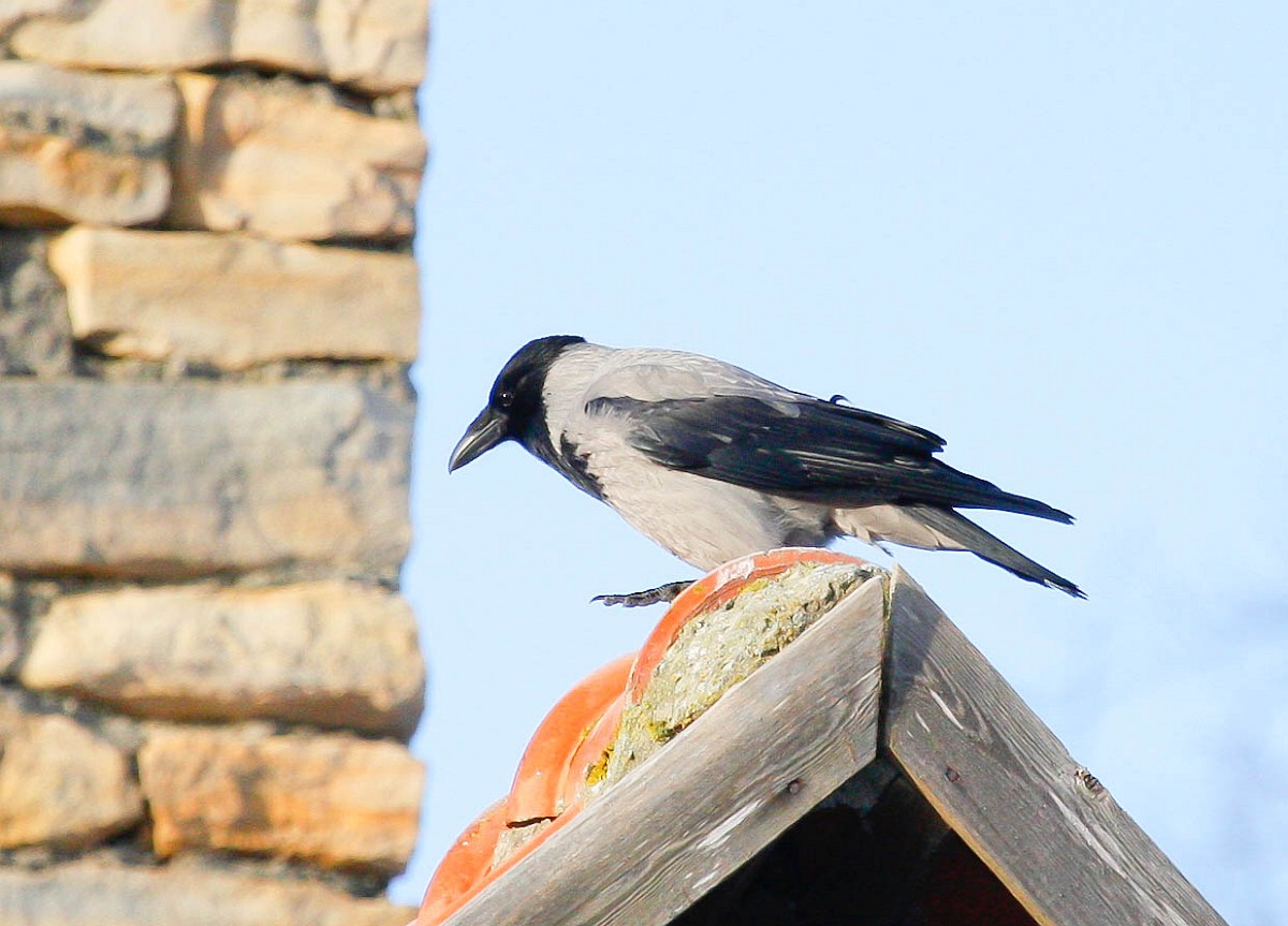 Corvus cornix, Hooded Crow