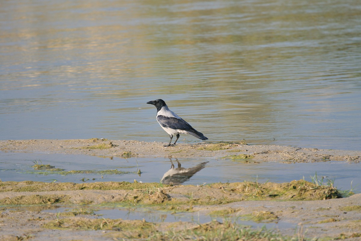 Corvus cornix, Hooded Crow