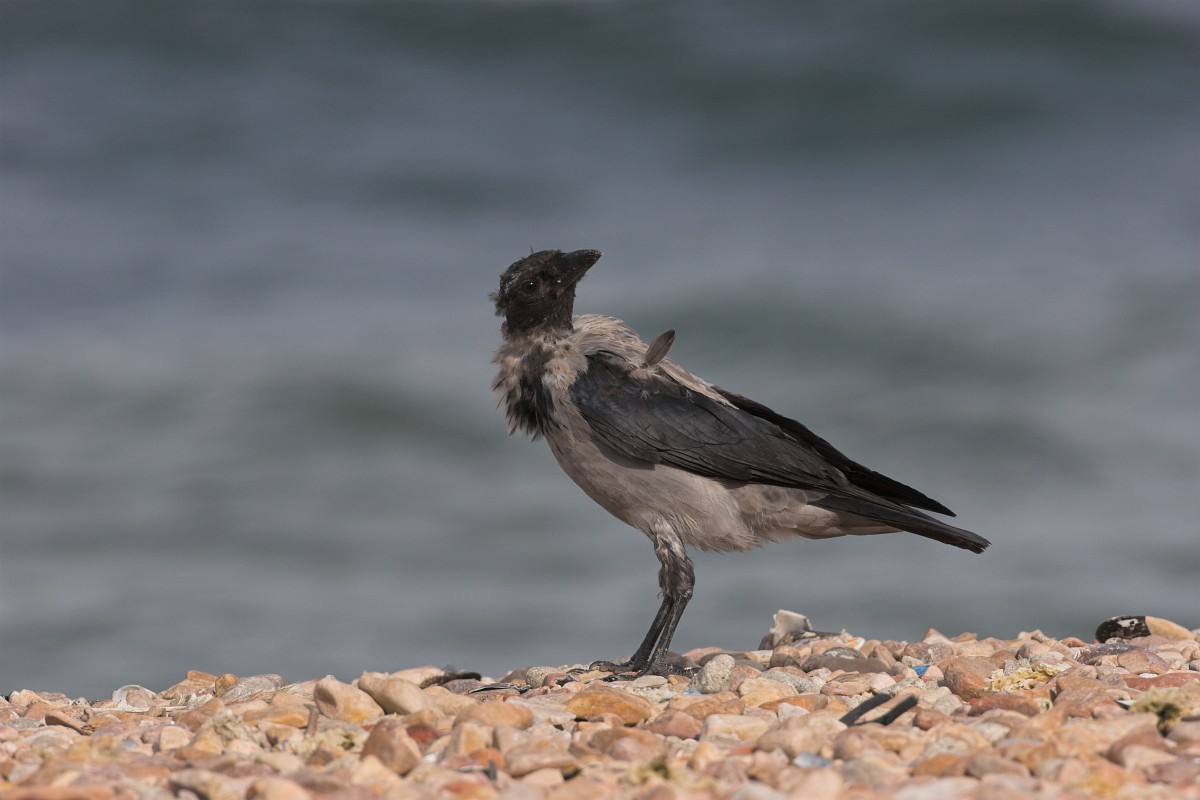 Corvus cornix, Hooded Crow