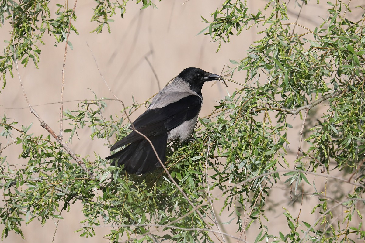 Corvus cornix, Hooded Crow
