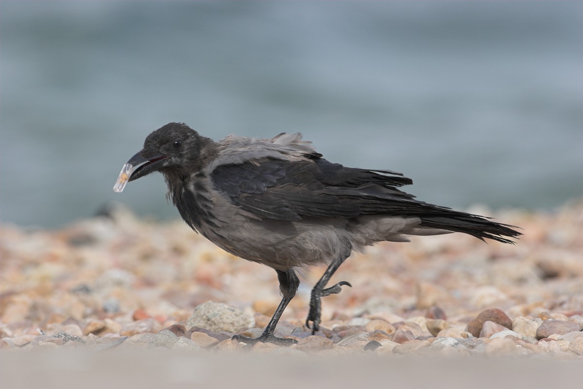 Corvus cornix, Hooded Crow