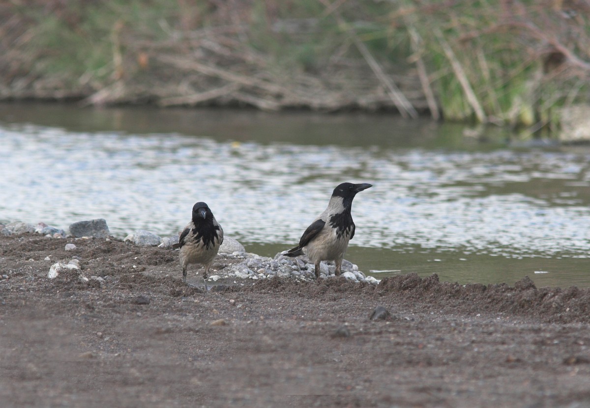 Corvus cornix, Hooded Crow