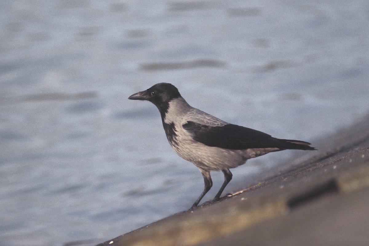 Corvus cornix, Hooded Crow