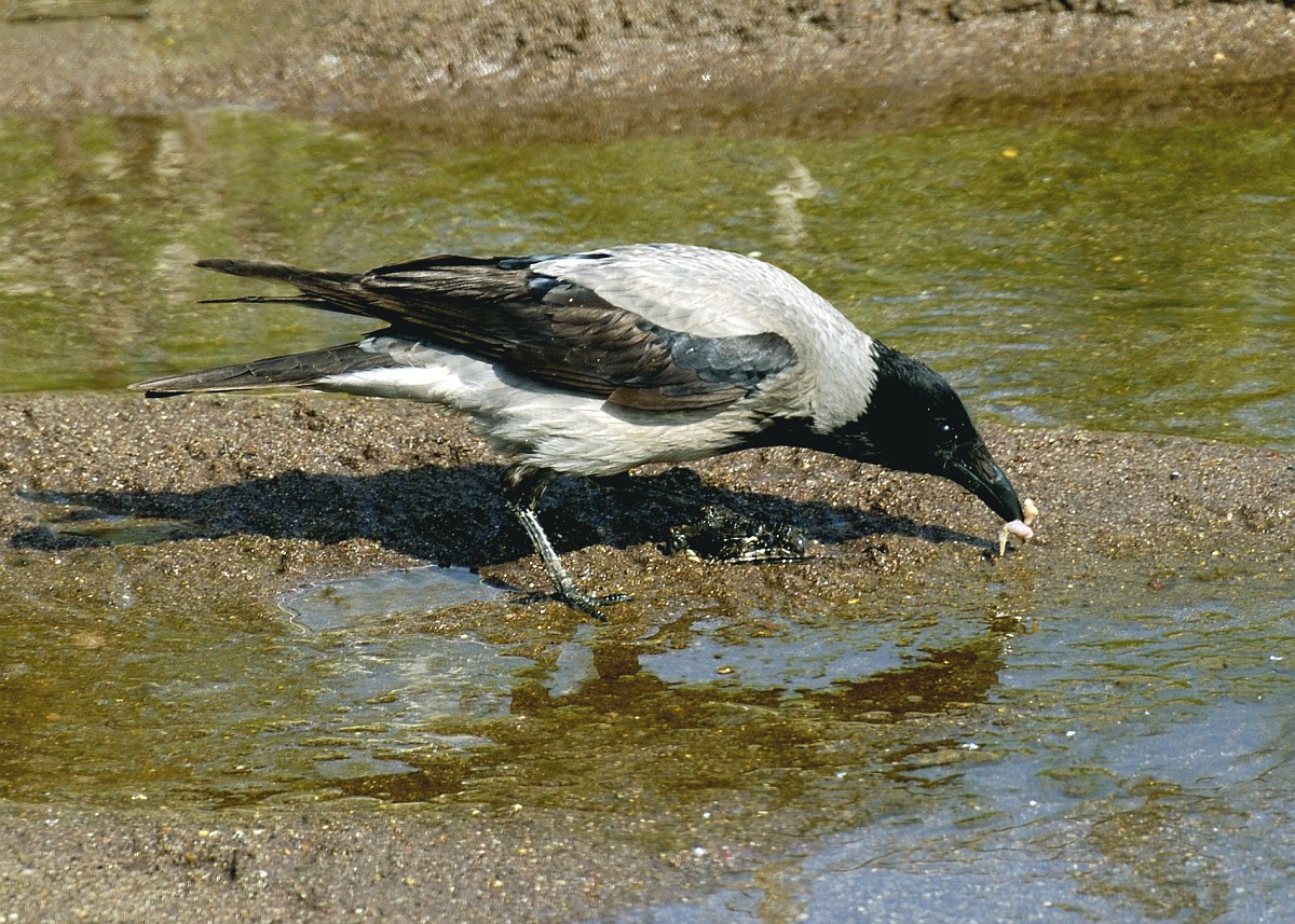 Corvus cornix, Hooded Crow