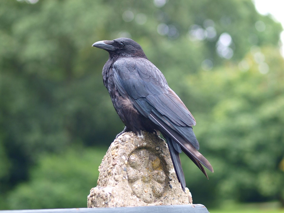 Corvus corone, Carrion Crow