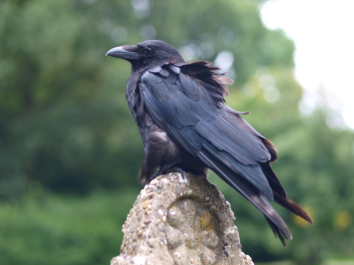Corvus corone, Carrion Crow