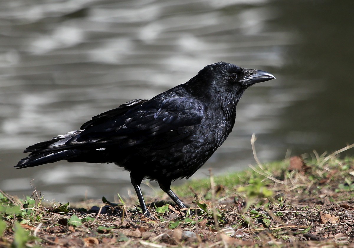 Corvus corone, Carrion Crow