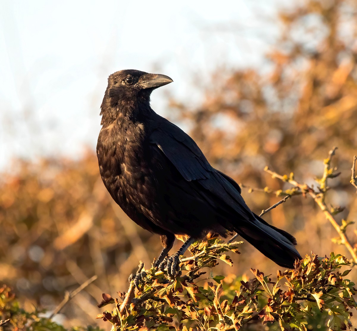 Corvus corone, Carrion Crow