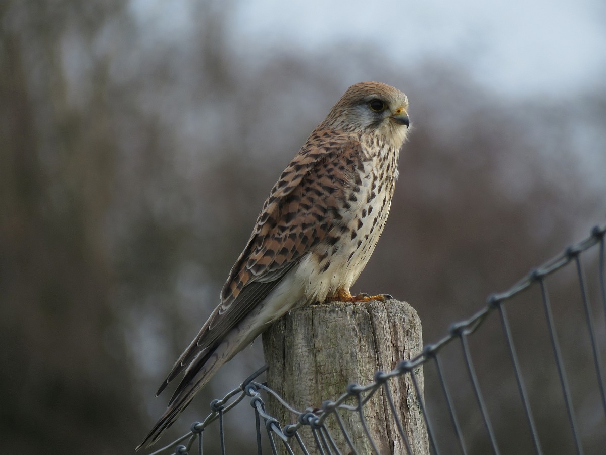 Falco tinnunculus, Common Kestrel