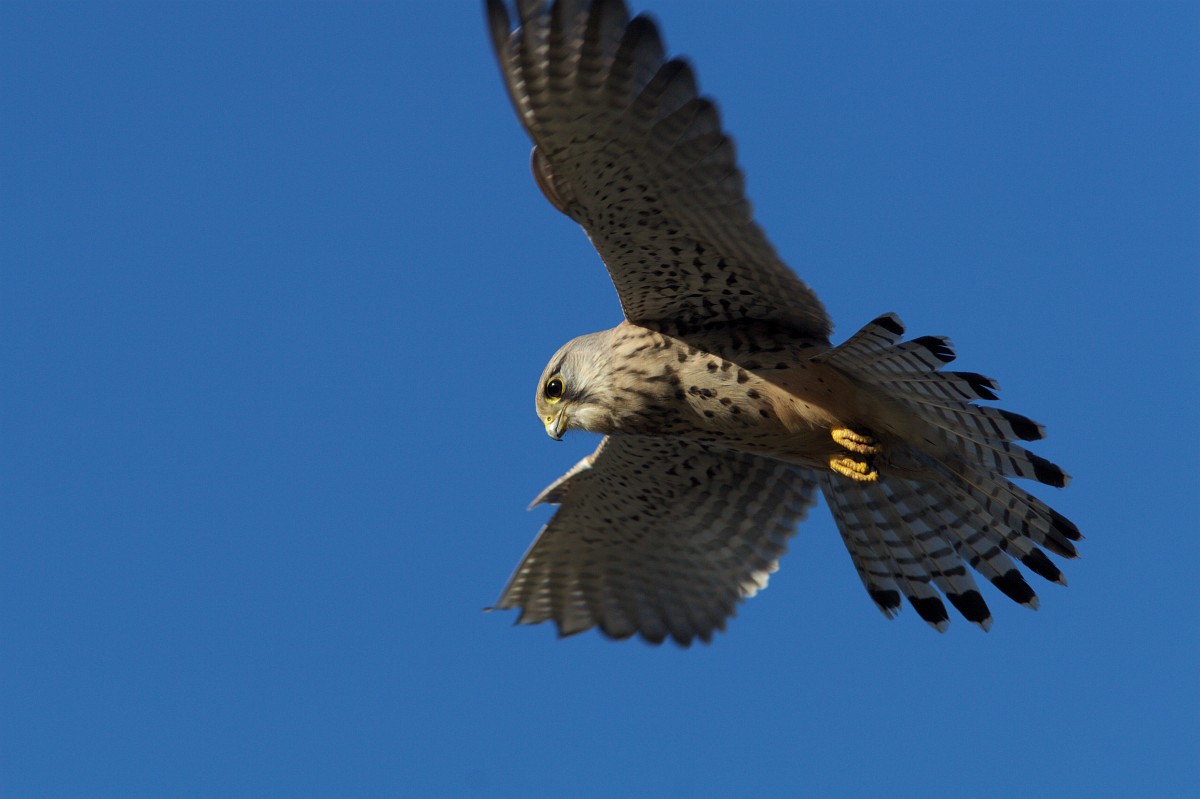 Falco tinnunculus, Common Kestrel