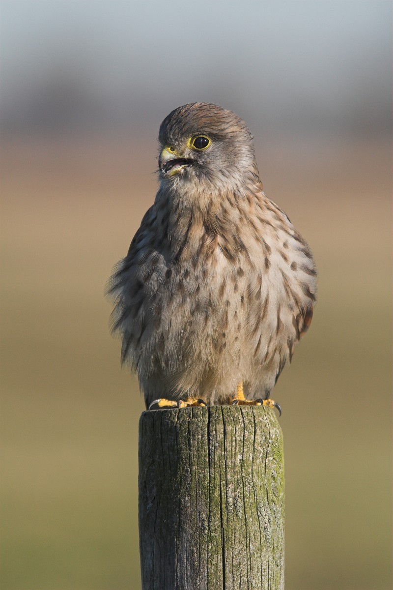 Falco tinnunculus, Common Kestrel