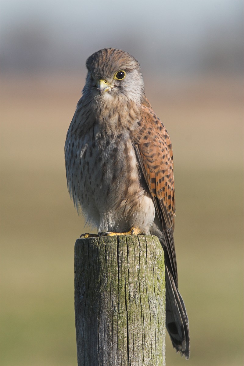 Falco tinnunculus, Common Kestrel