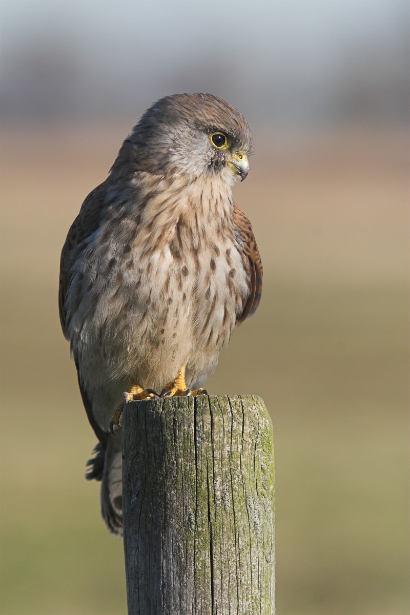 Falco tinnunculus, Common Kestrel