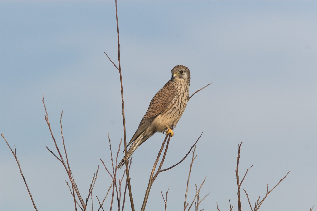 Falco tinnunculus, Common Kestrel