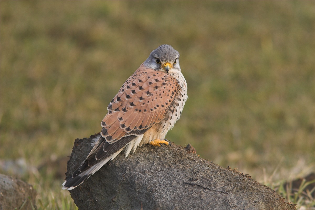 Falco tinnunculus, Common Kestrel