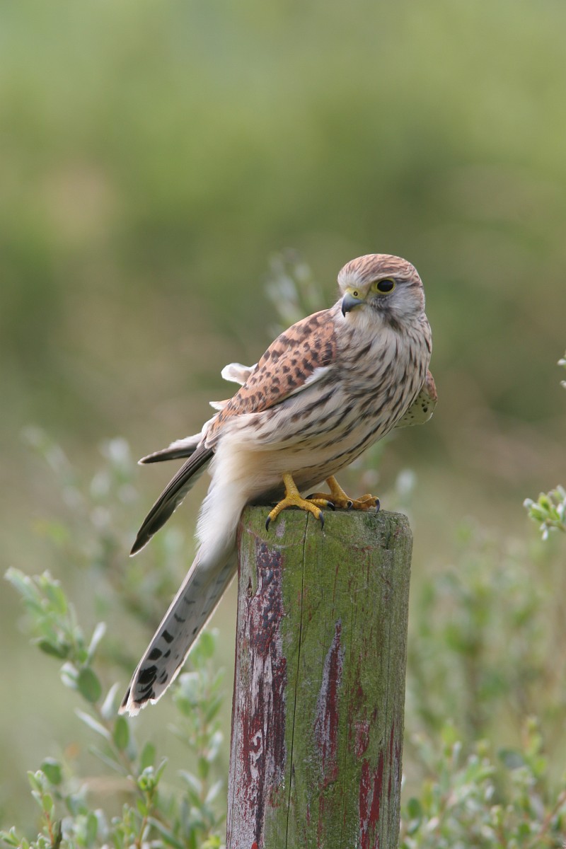 Falco tinnunculus, Common Kestrel