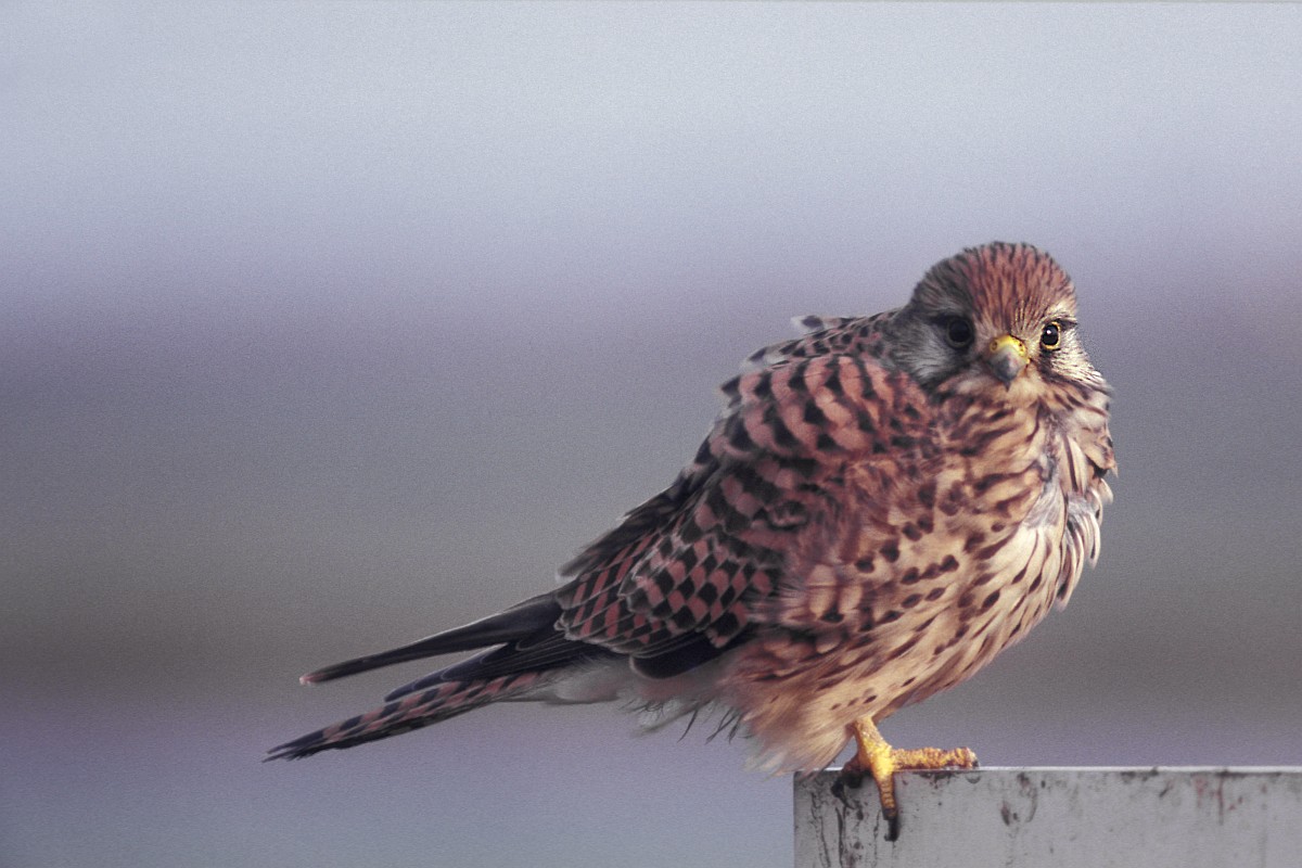 Falco tinnunculus, Common Kestrel