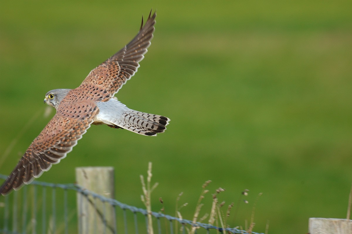 Falco tinnunculus, Common Kestrel
