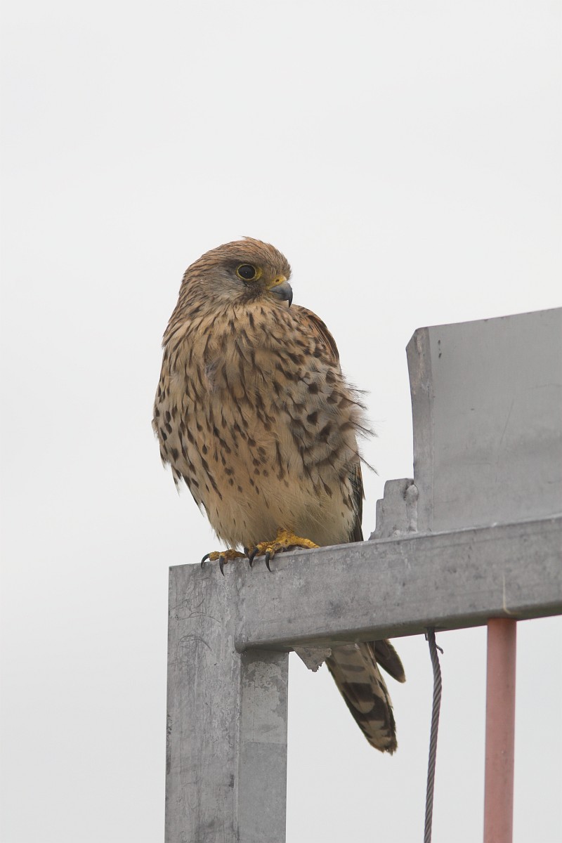 Falco tinnunculus, Common Kestrel