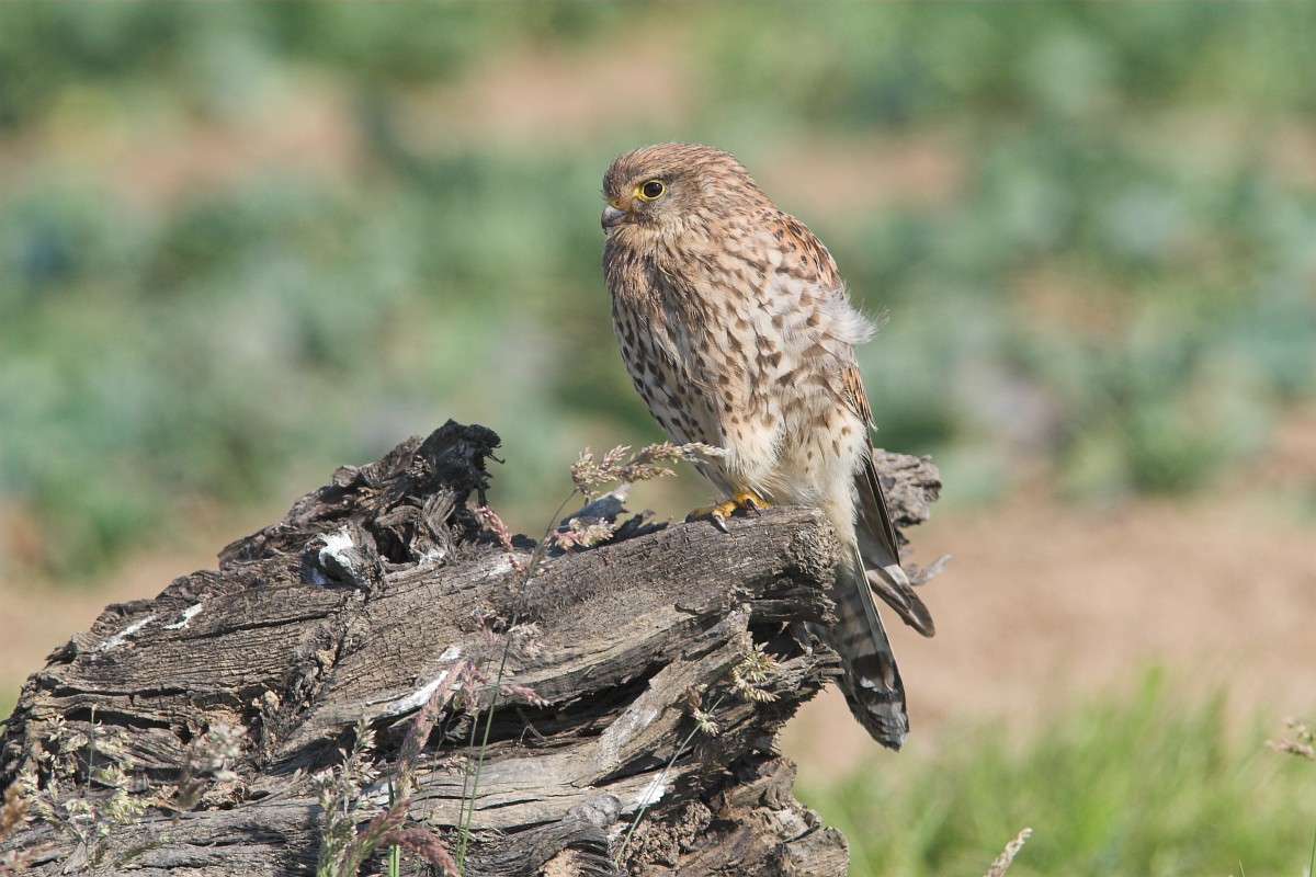 Falco tinnunculus, Common Kestrel