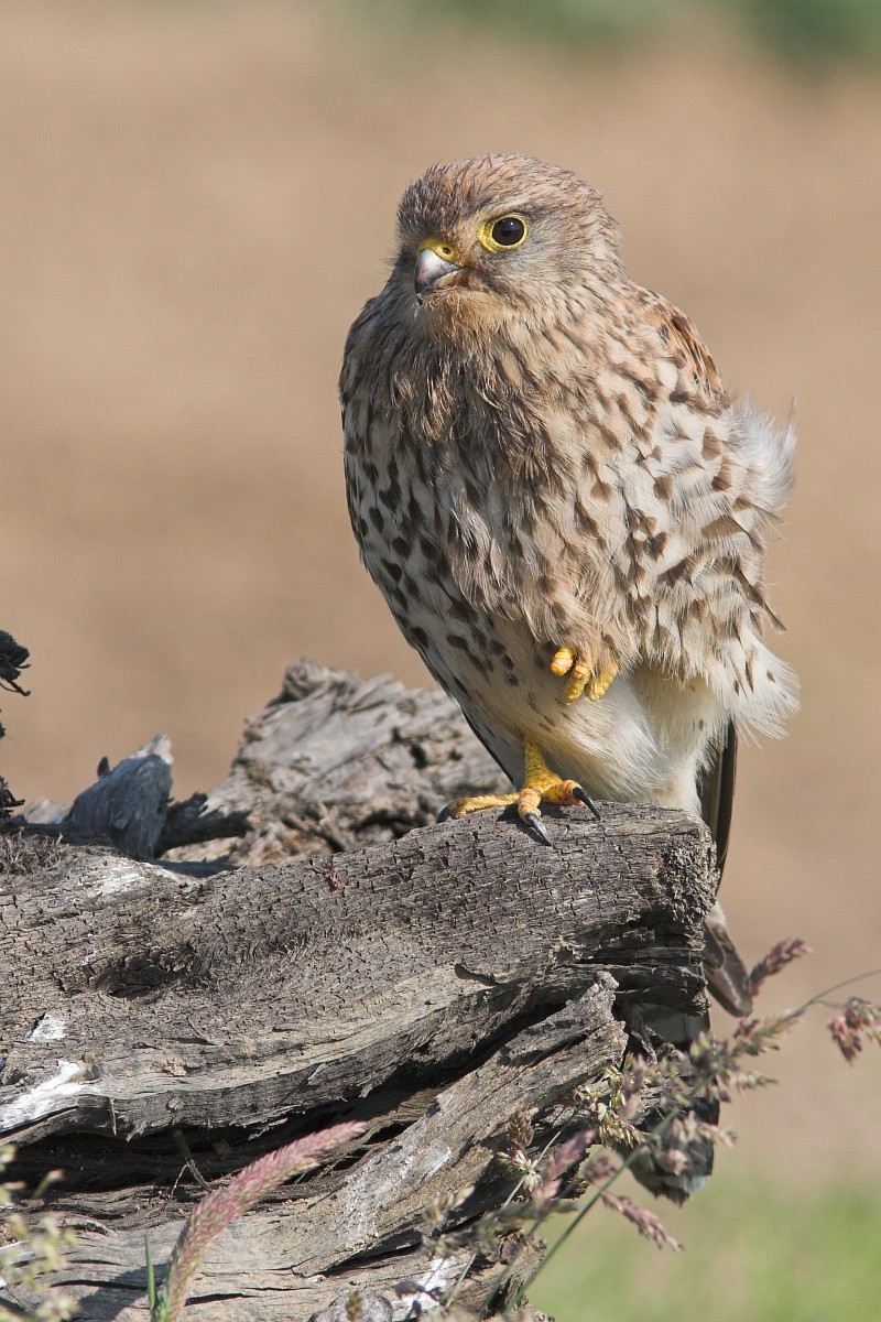 Falco tinnunculus, Common Kestrel