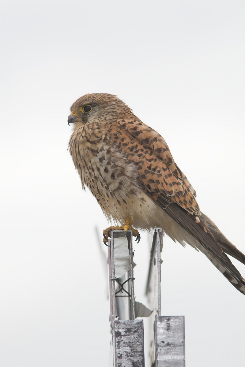 Falco tinnunculus, Common Kestrel