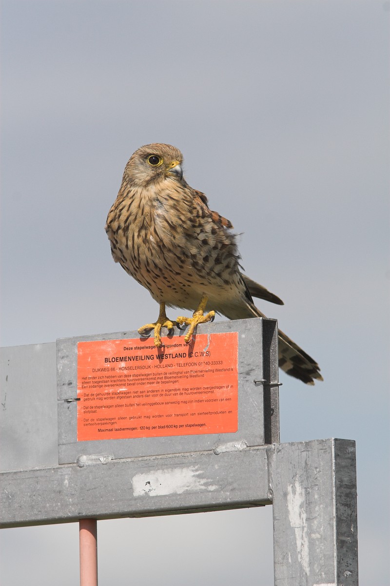 Falco tinnunculus, Common Kestrel
