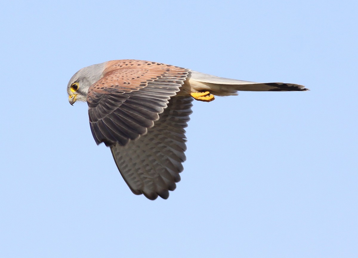 Falco tinnunculus, Common Kestrel