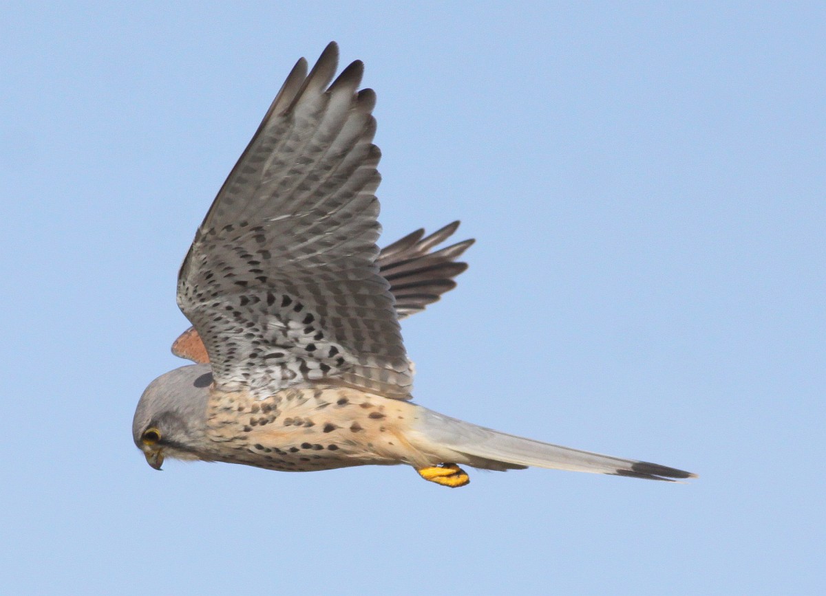 Falco tinnunculus, Common Kestrel