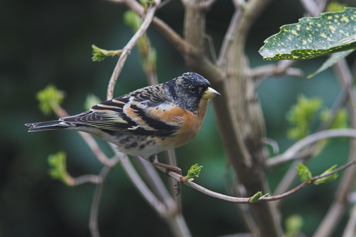 Fringilla montifringilla, Brambling