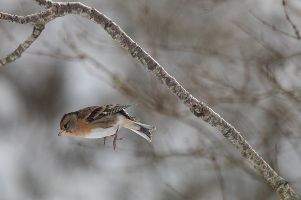 Fringilla montifringilla, Brambling