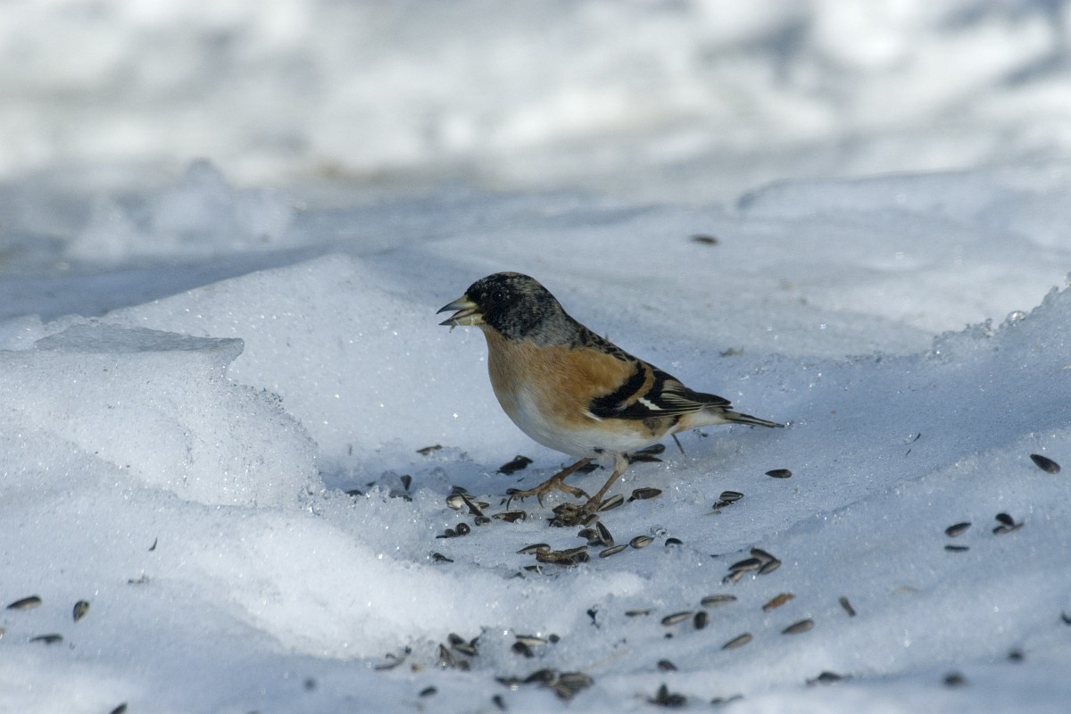 Fringilla montifringilla, Brambling