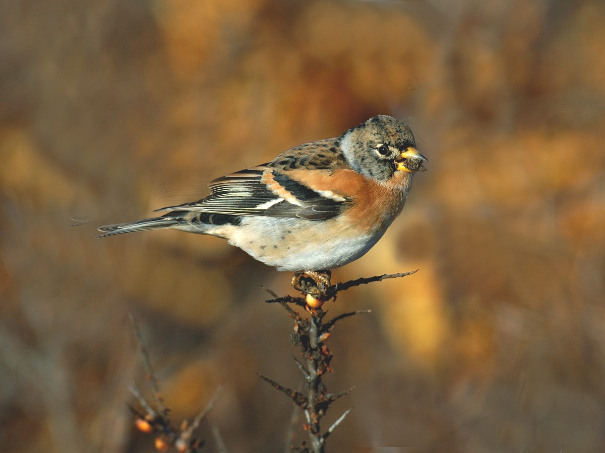 Fringilla montifringilla, Brambling